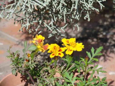 Cómo cultivar plantas en casa » El Jardín en Casa