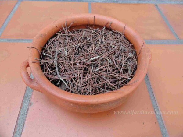 Problemas Con El Mantillo De Paja De Pino