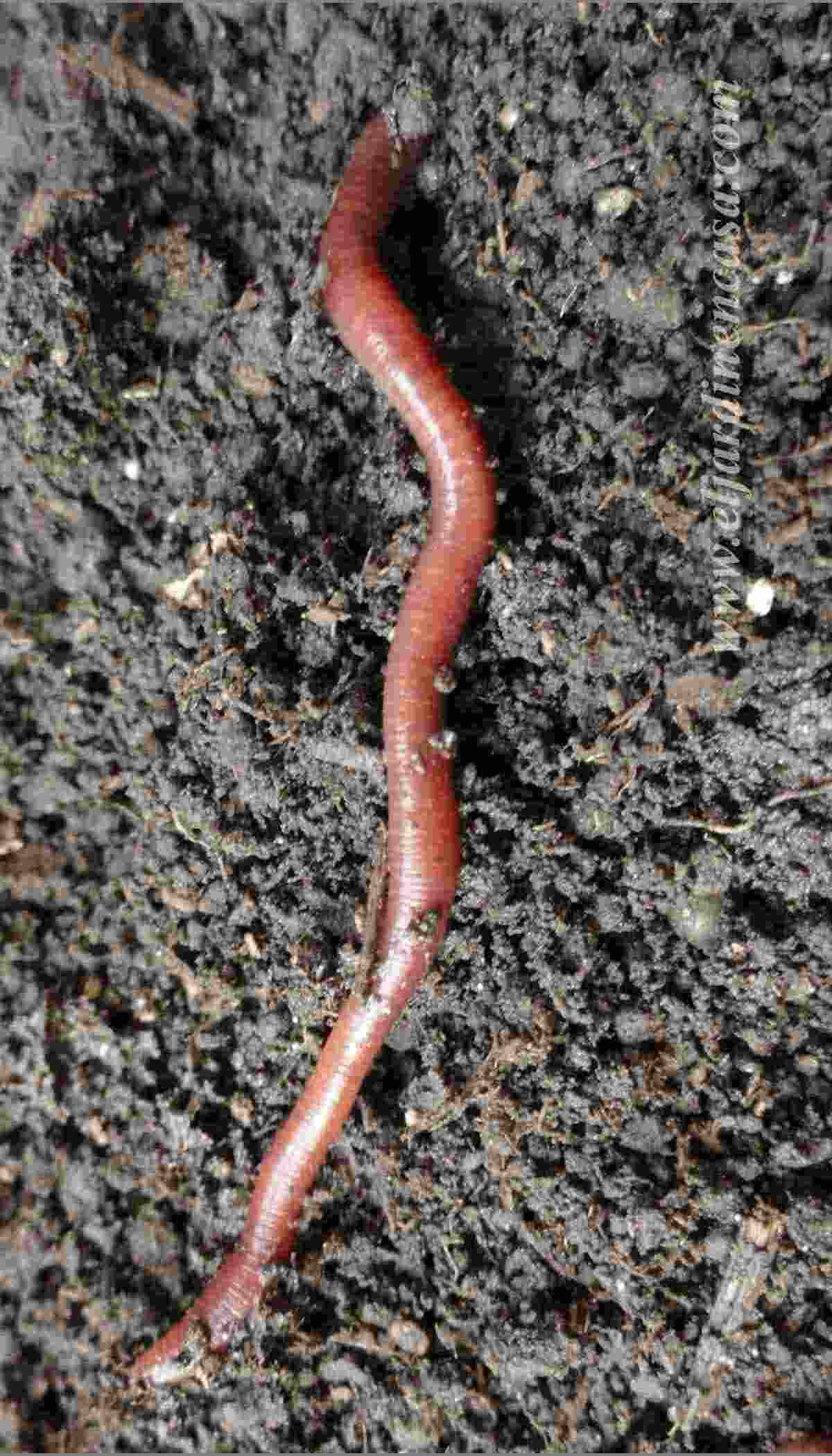 Lombrices -III- » El Jardín en Casa