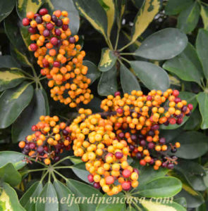 Schefflera arborícola » El Jardín en Casa