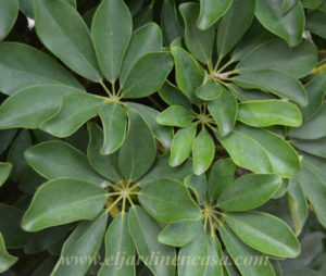 Cómo cuidar la Cheflera » El Jardín en Casa