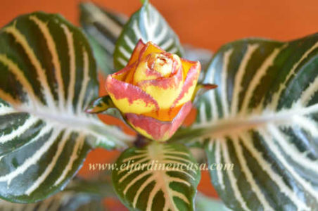 Afelandra o Aphelandra » El Jardín en Casa