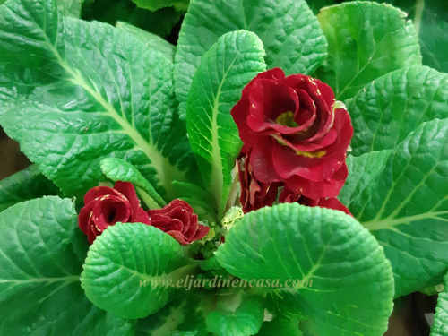 Enfermedades de las prímulas » El Jardín en Casa