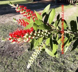 Callistemon Citrinus o árbol del cepillo » El Jardín en Casa