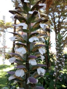 Cómo cultivar Acanto Mollis en maceta » El Jardín en Casa