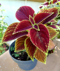 Coleus Blumei o Cóleo » El Jardín en Casa